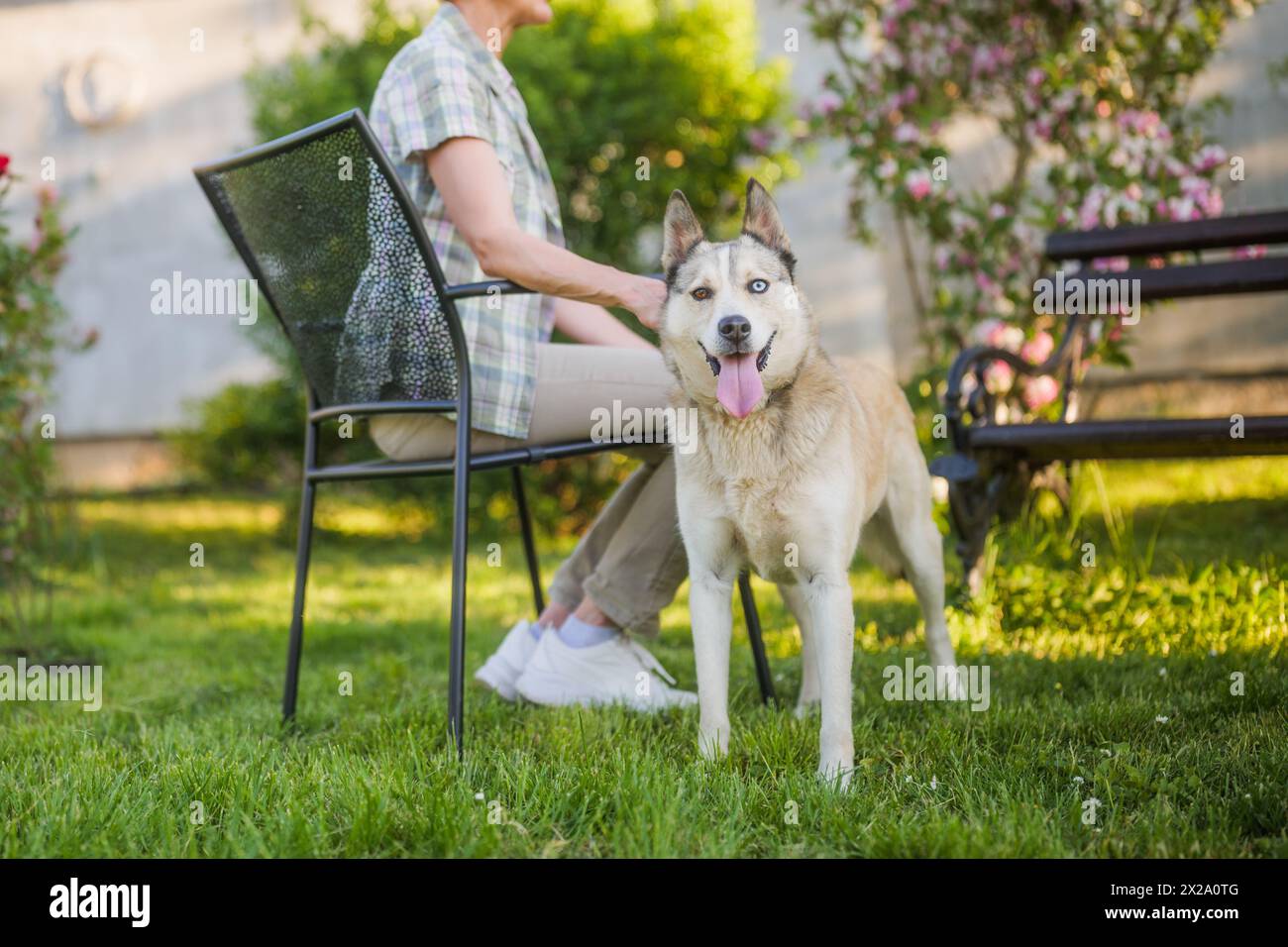 Portrait of beautiful husky dog with heterochromia enjoy in yard with ...