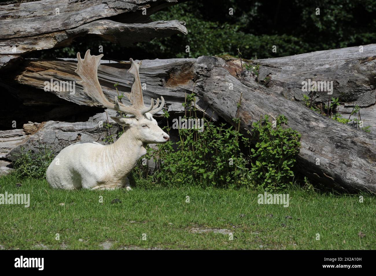 Relaxed White Deer in Tierpark Sababurg Germany Stock Photo - Alamy