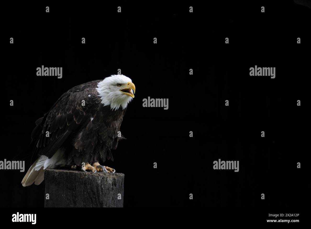 White head eagle Stock Photo - Alamy