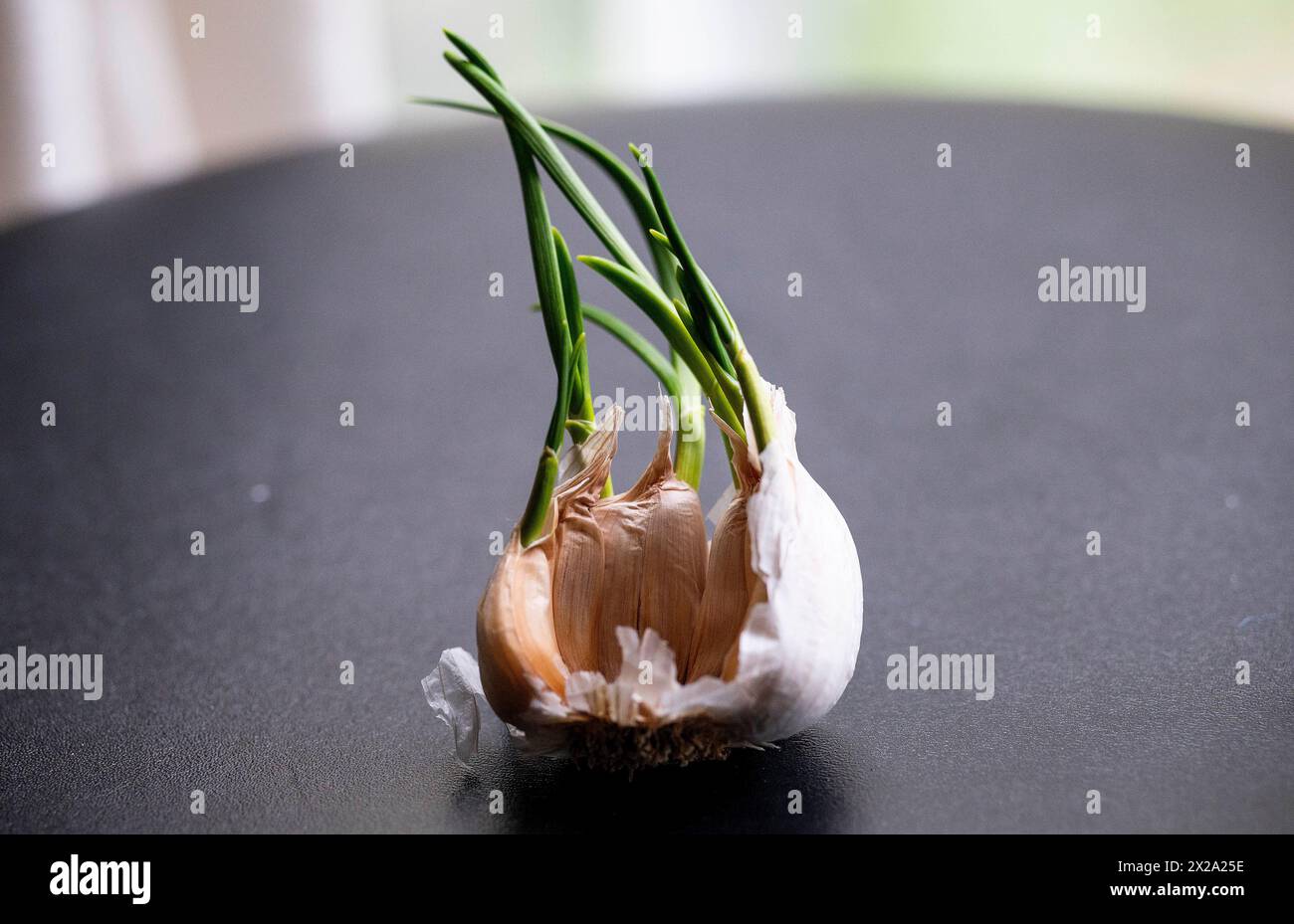 Garlic bulb sprouting green shoots as it reproduces itself ready for ...