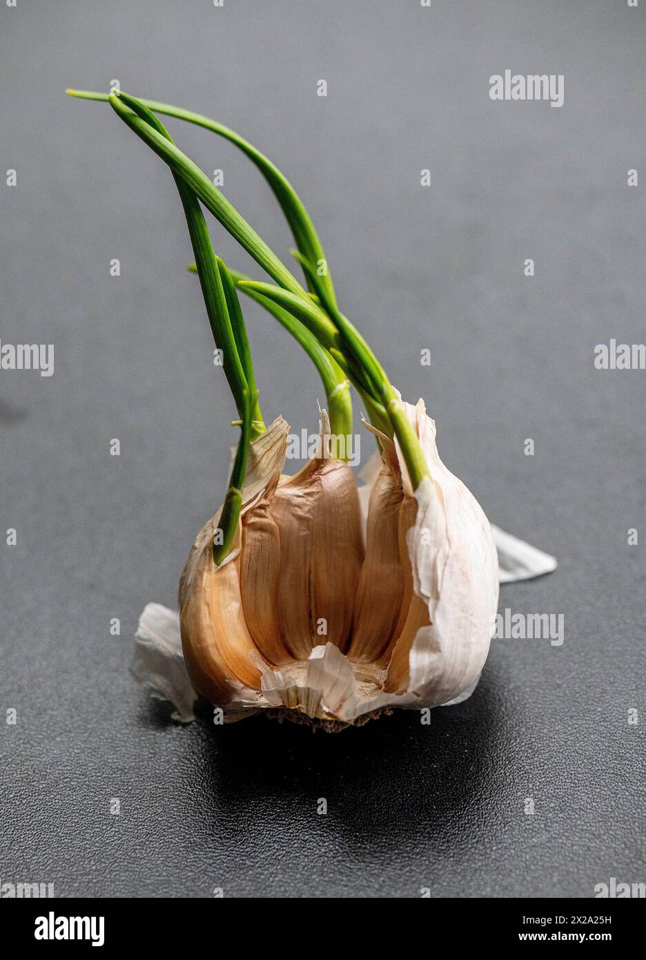 Garlic bulb sprouting green shoots as it reproduces itself ready for ...