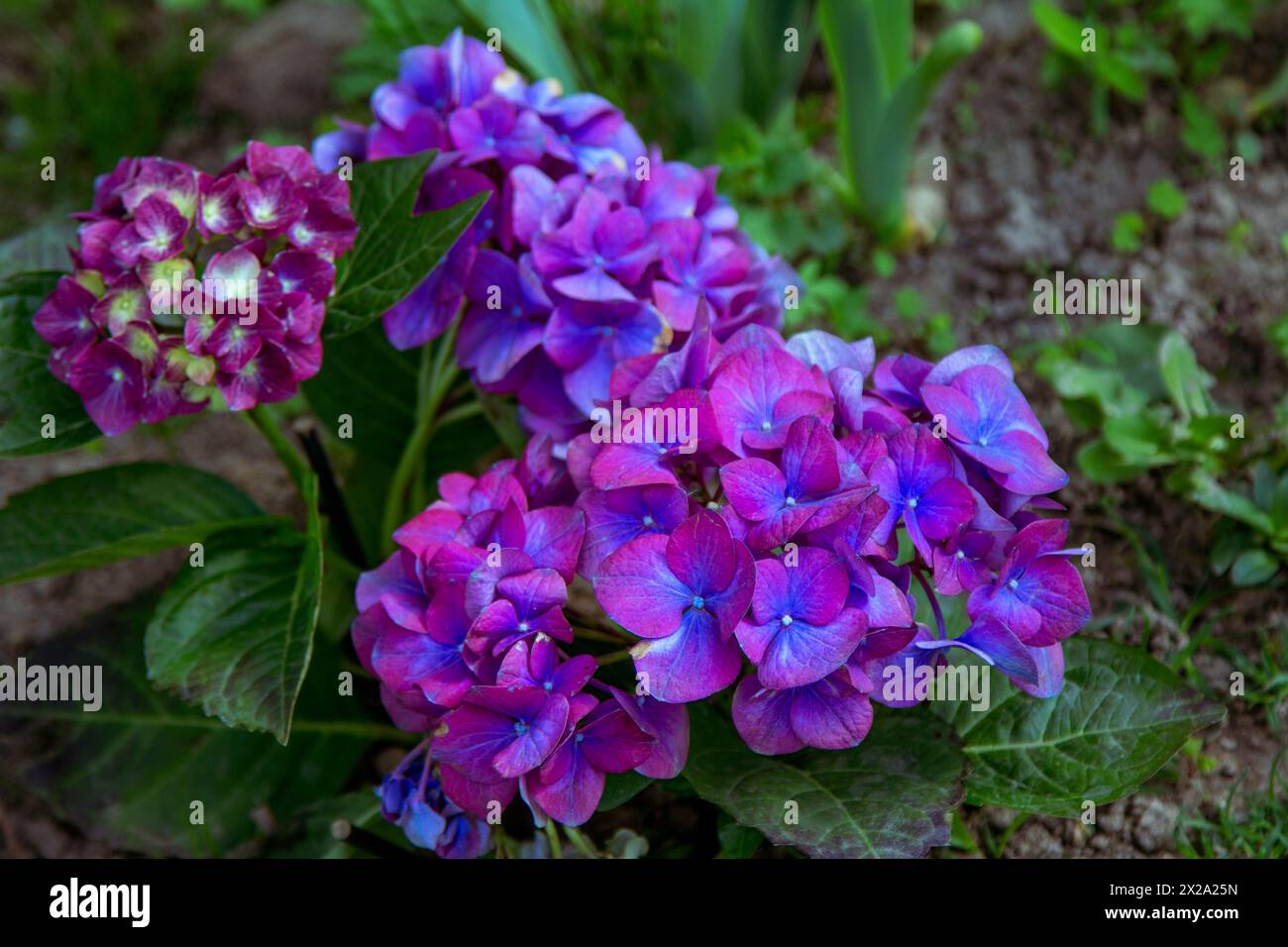Beautiful blooming hydrangea bush with purple flowers, growing in a ...