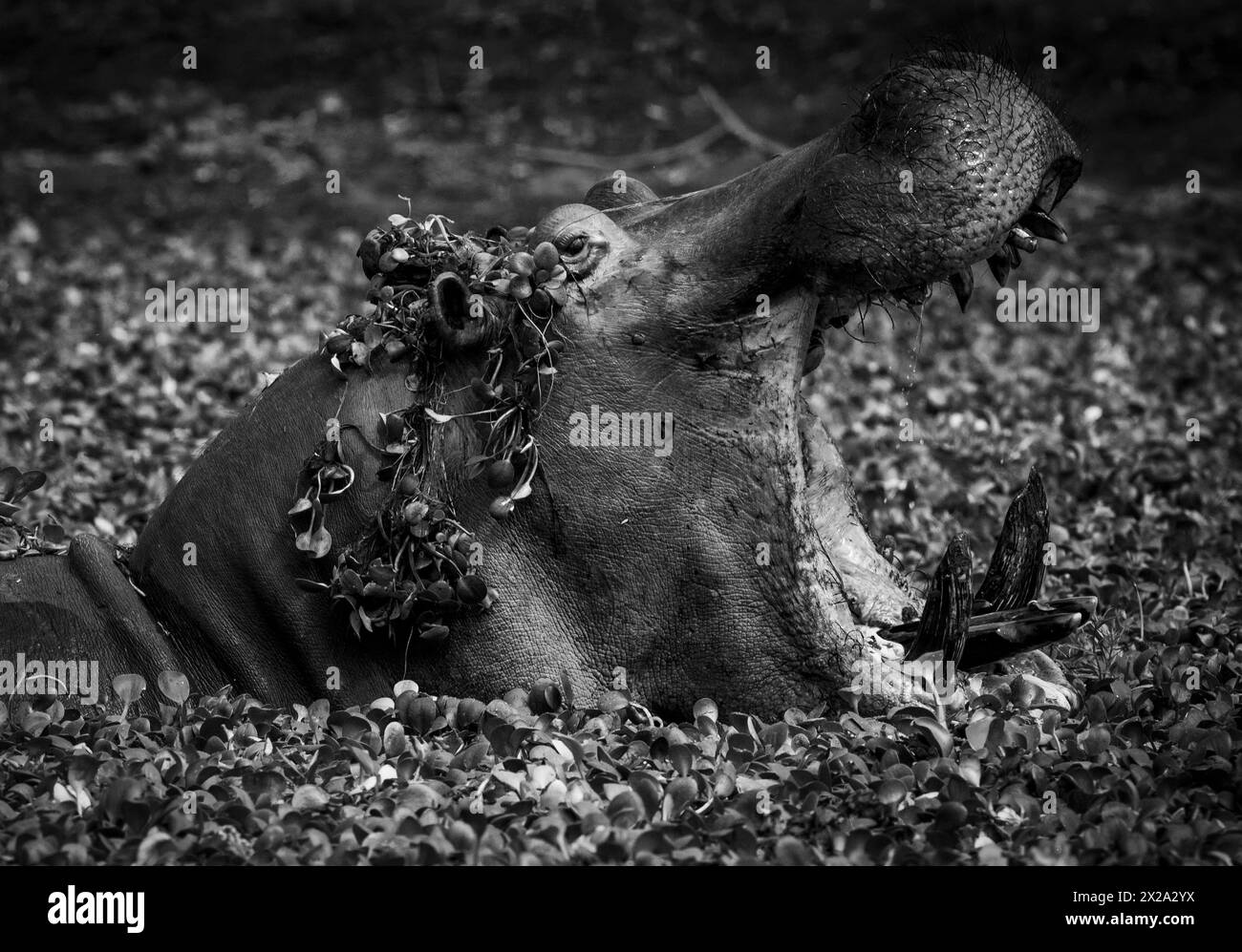 Beautiful hippopotamus portrait in water Black and White Stock Photos ...