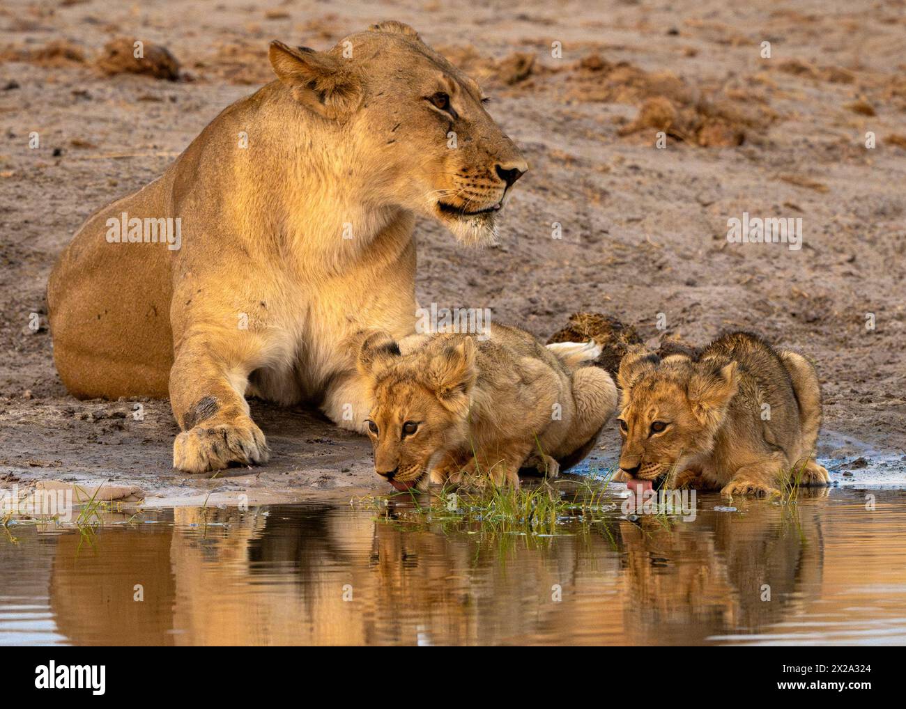 Lion cubs are seen in Okavango Delta on January 2024 Stock Photo - Alamy