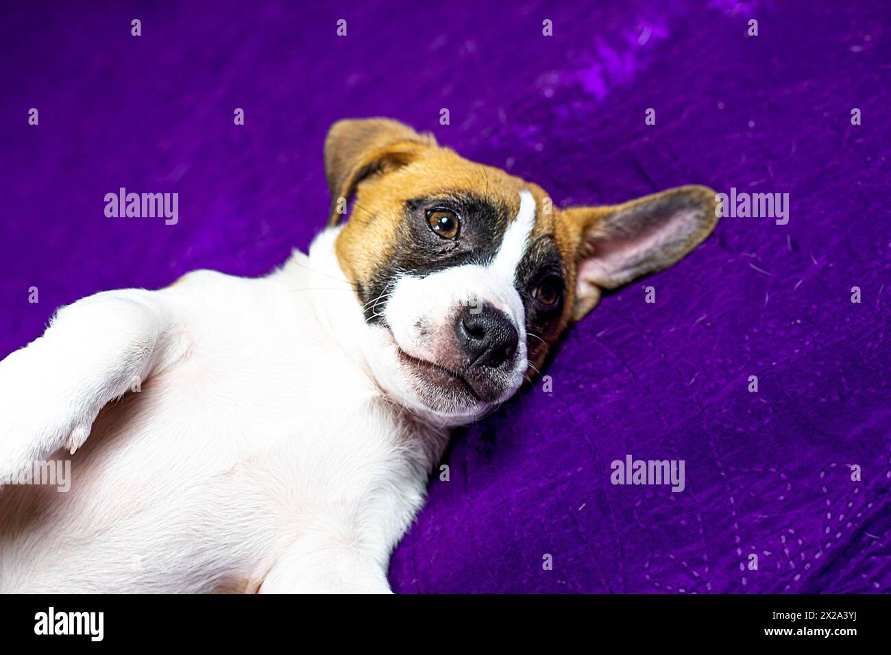 beautiful smart face of a Jack Russell terrier puppy with a pale color ...