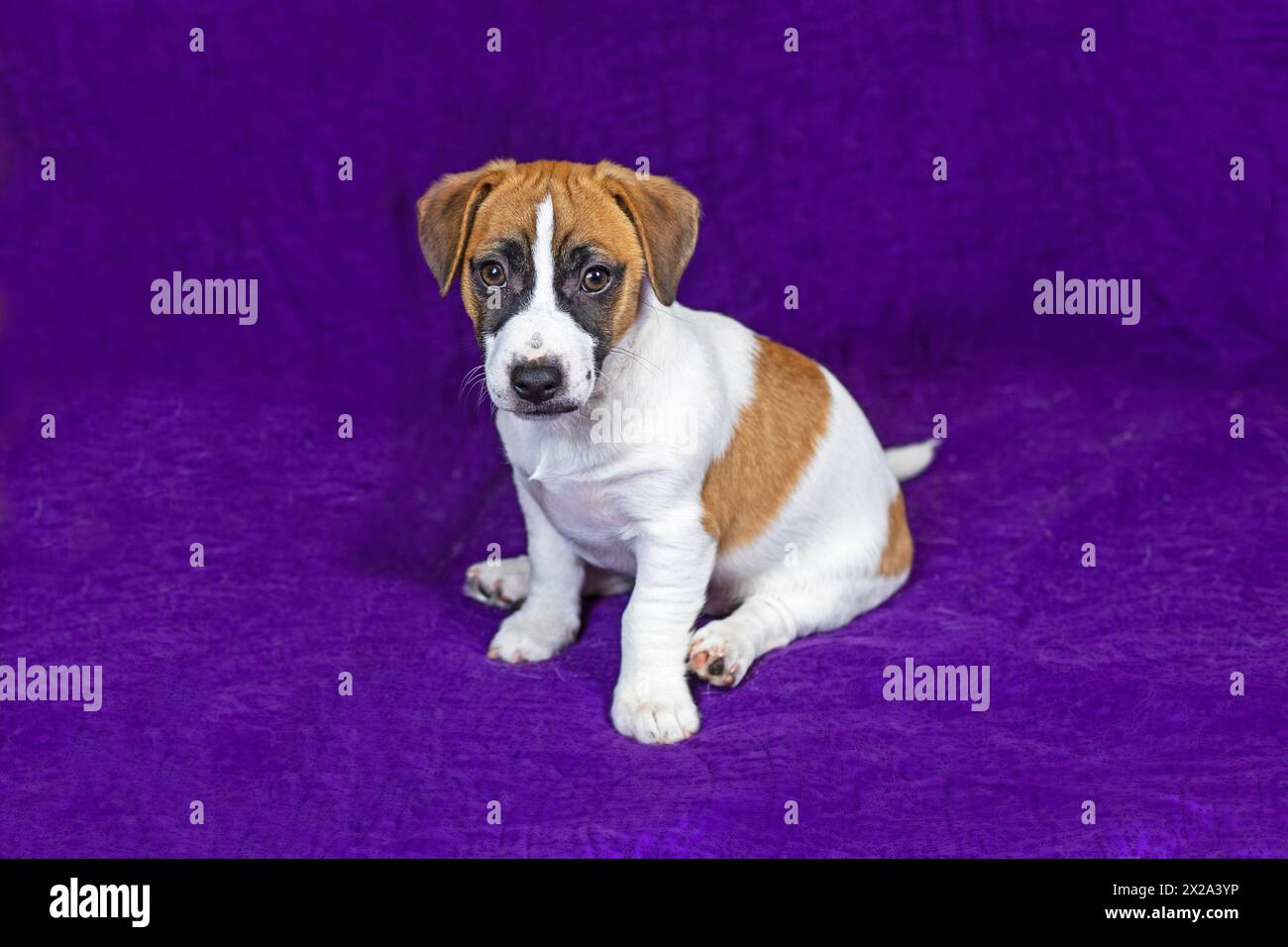 Smart Jack Russell Terrier puppy lies on a purple background. Traveling ...
