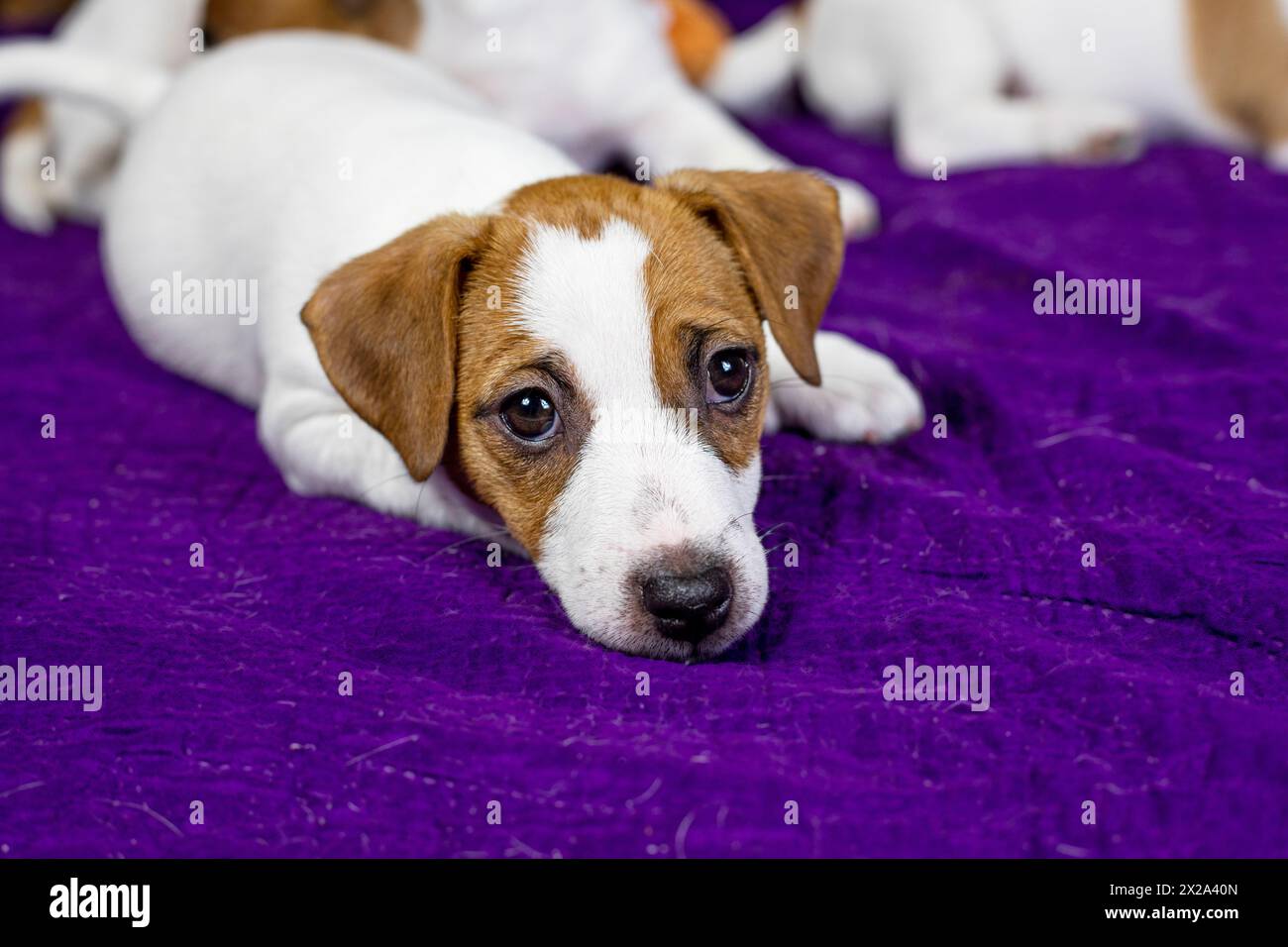 beautiful female puppy with a heart-shaped spot on her face lies on a ...