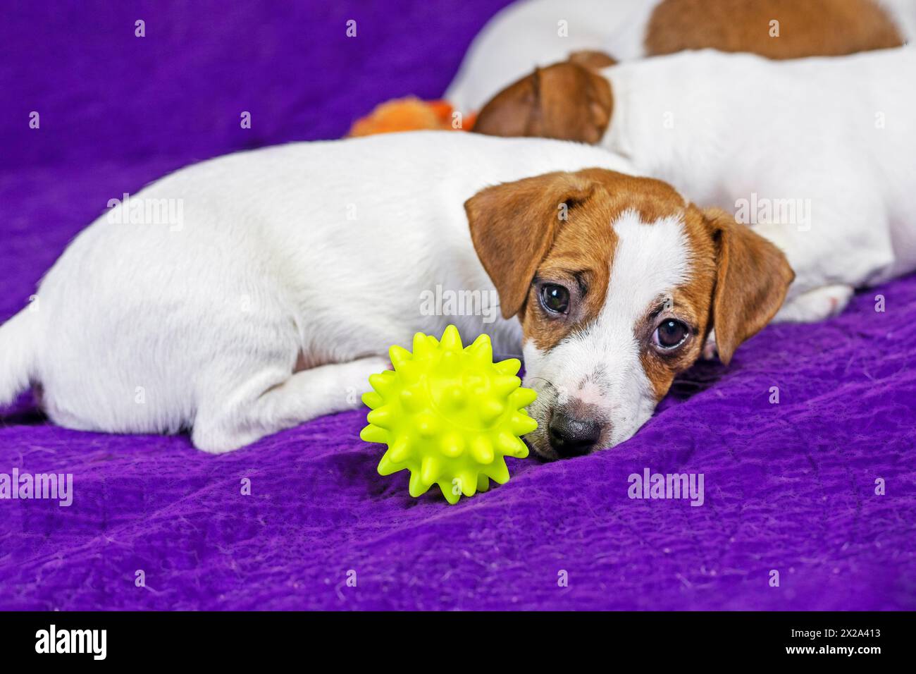 Pet socialization spot hi-res stock photography and images - Alamy