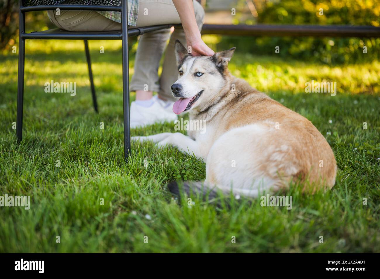 Portrait of beautiful husky dog with heterochromia enjoy in yard with ...