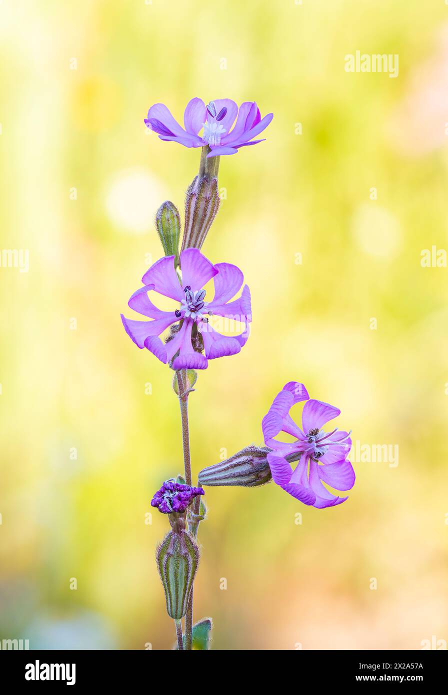 Silene colorata al atardecer por los caminos llenos de vida tras las ...
