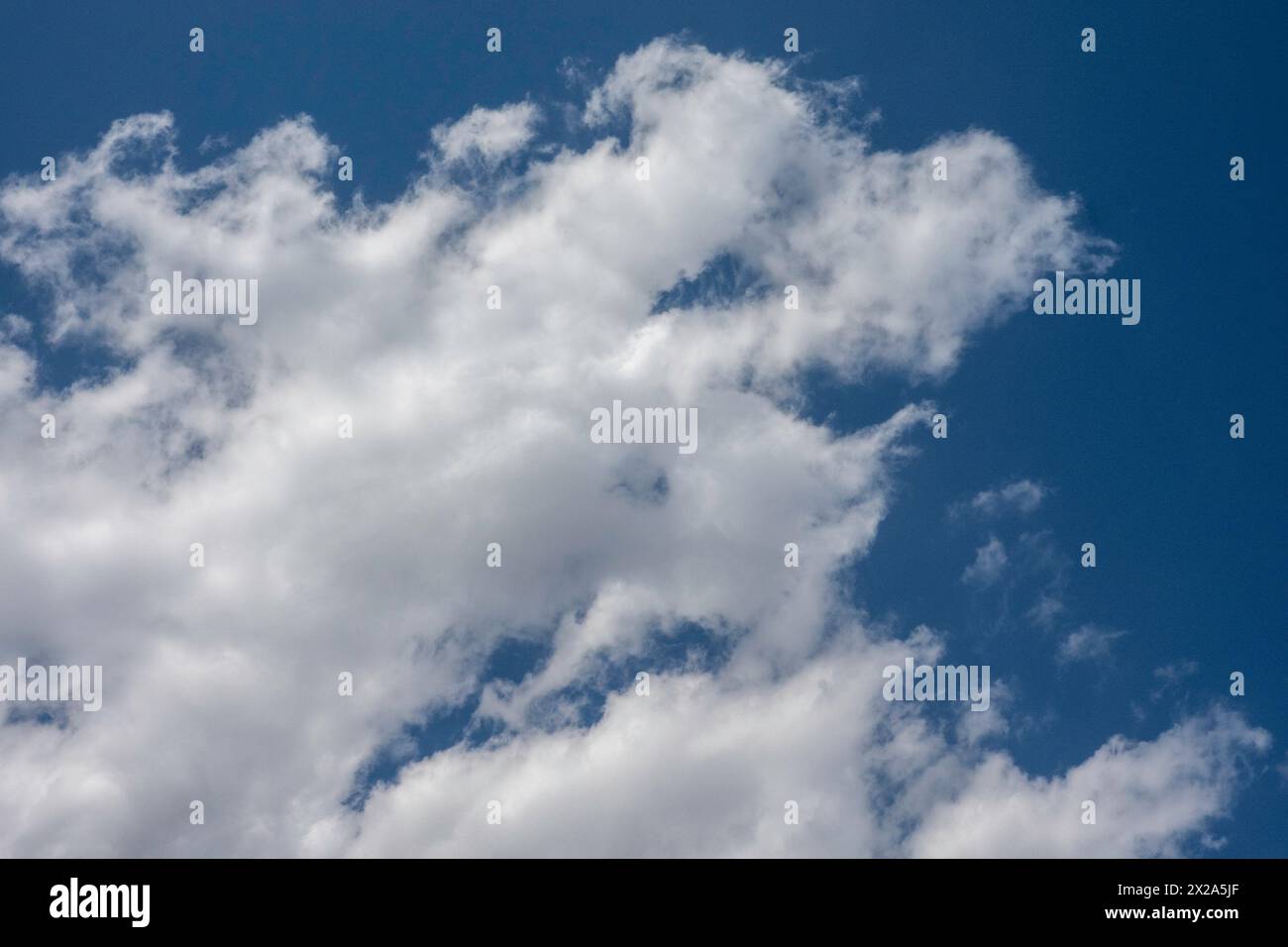 Billowy cumulus clouds seen in a crystal clear blue sky sky on a spring ...