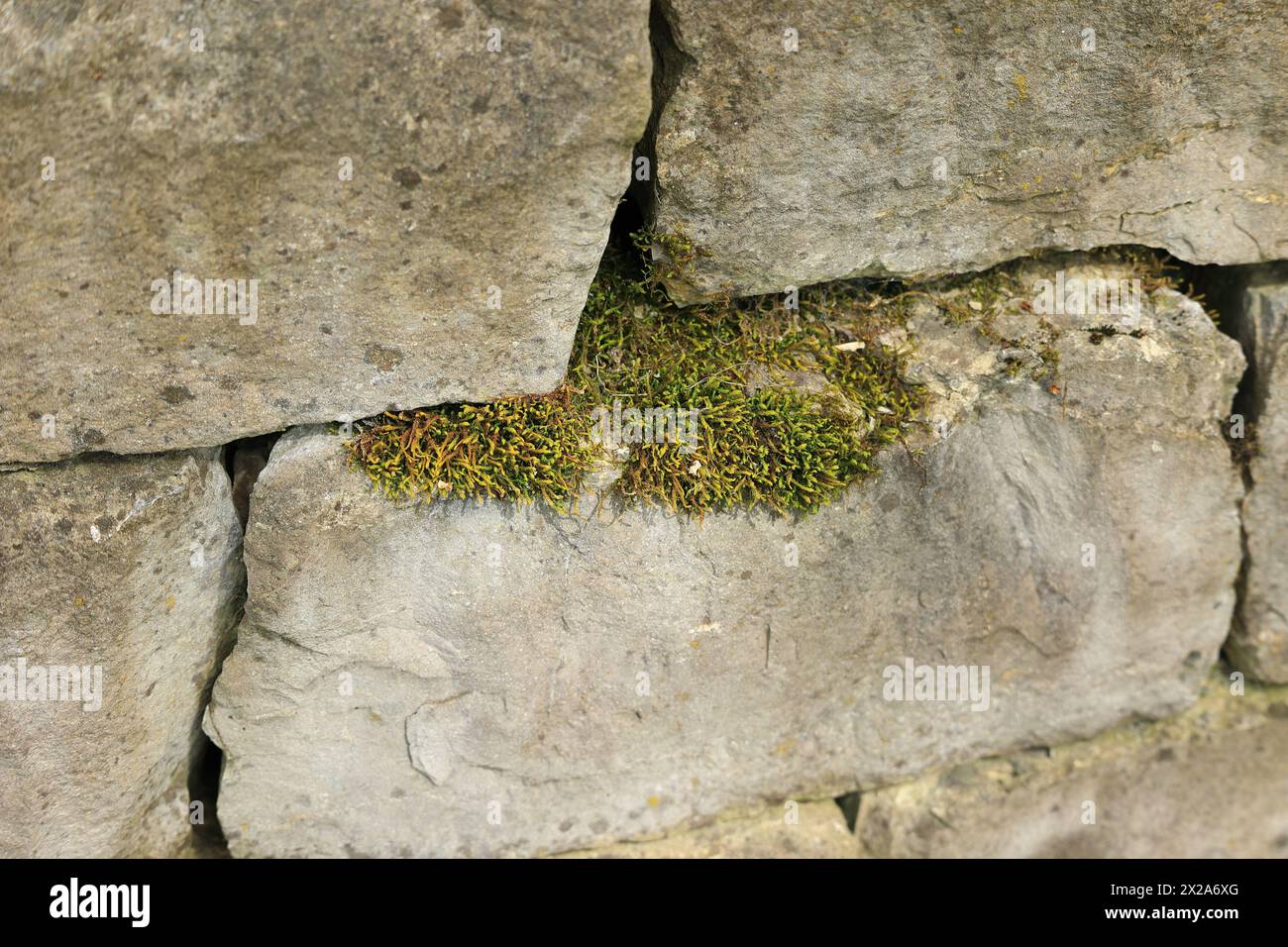 Moss and lichens grow on a stone wall Stock Photo - Alamy