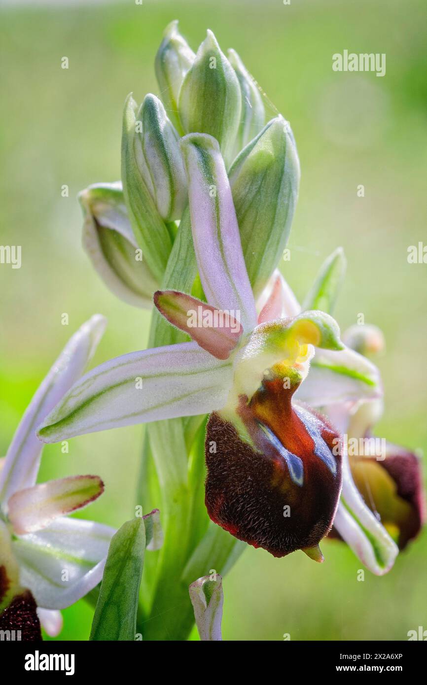 Bee orchids of Morisi (Ophrys morisii), Orchidaceae. Bulbous perennial ...