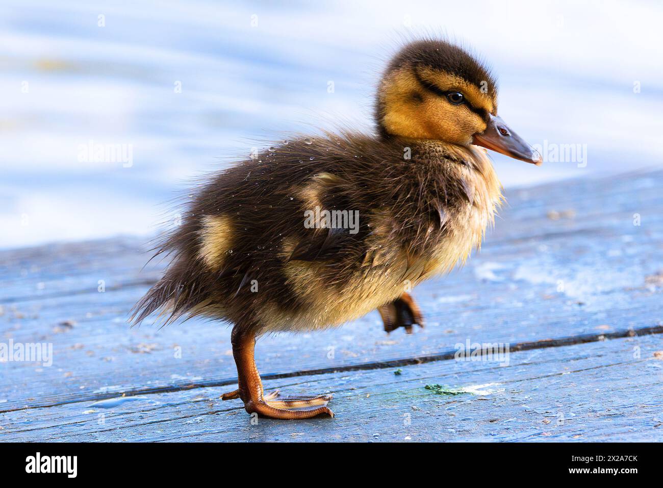 cute mallard duckling walking near the duck pond in the park (Anas ...