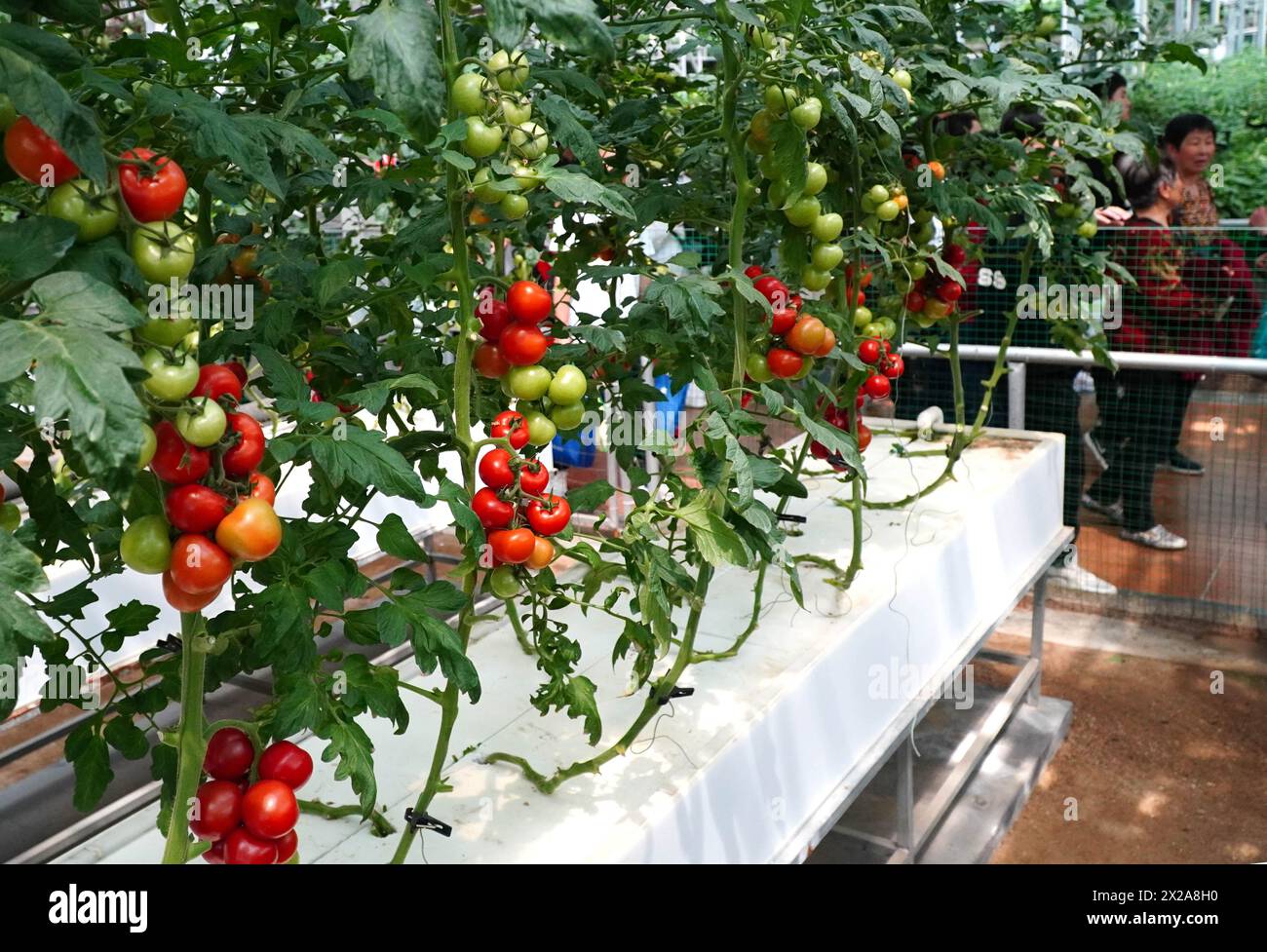 Domestic and foreign vegetable varieties hi-res stock photography and ...