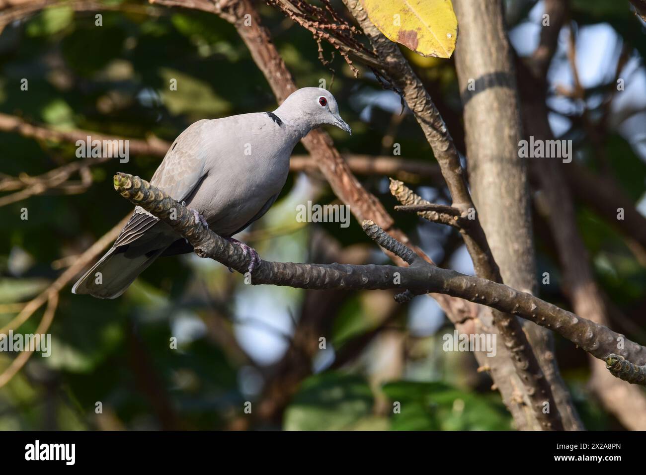 Dove species of india hi-res stock photography and images - Alamy