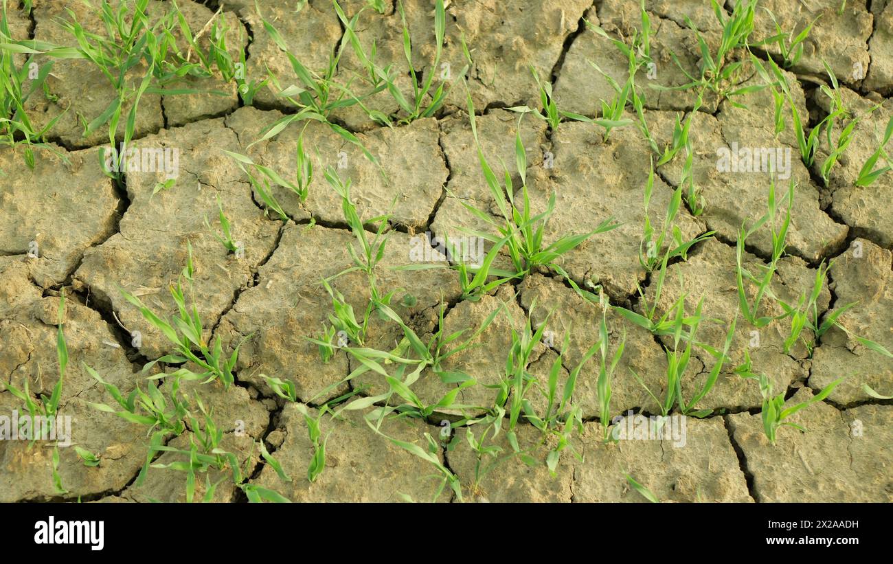 Wheat drought dry field land Triticum aestivum, very drying up the soil ...