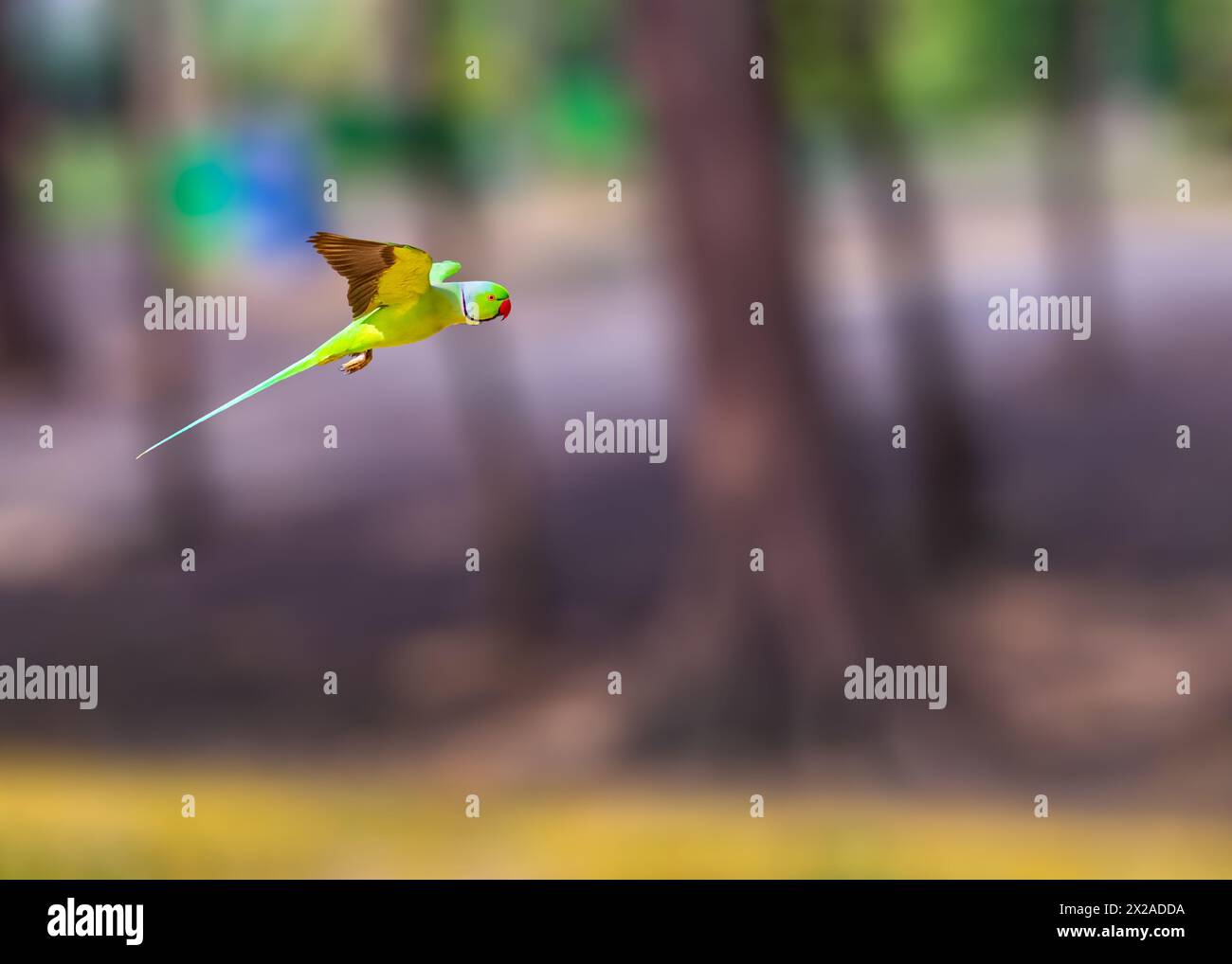 A Parakeet in flight after food Stock Photo - Alamy