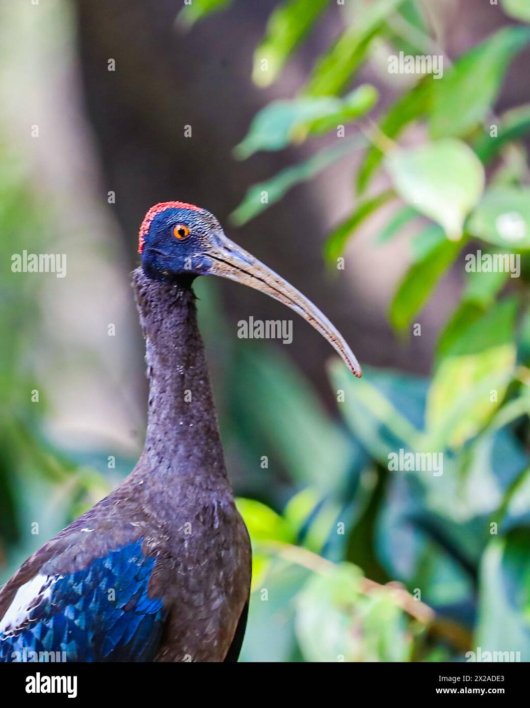 A Red Naped Ibis looking back Stock Photo - Alamy