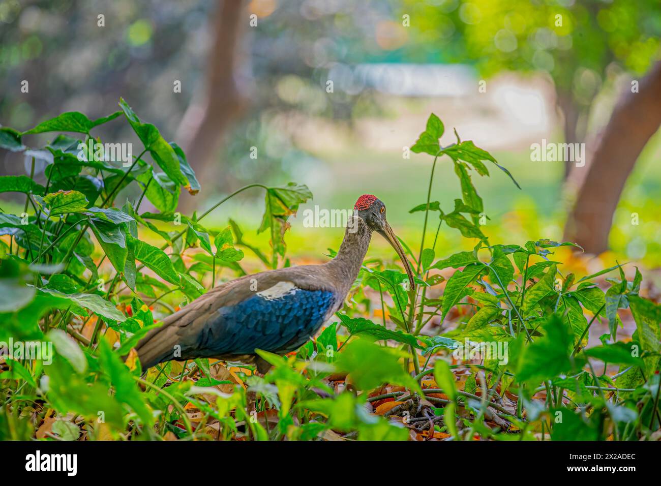 A Red Naped Ibis looking into camera Stock Photo - Alamy