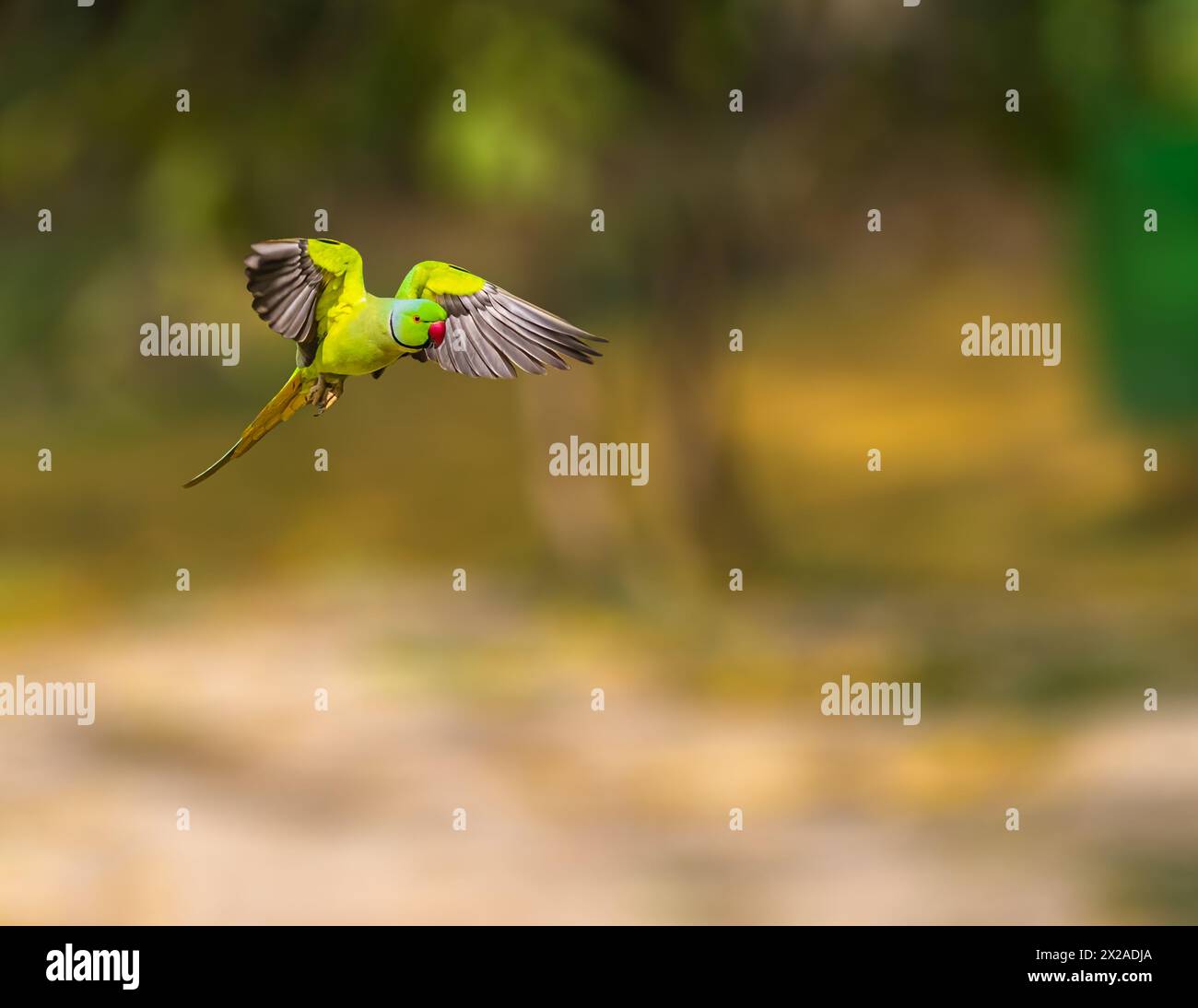 A rose ringed parakeet with horizontal wings Stock Photo - Alamy