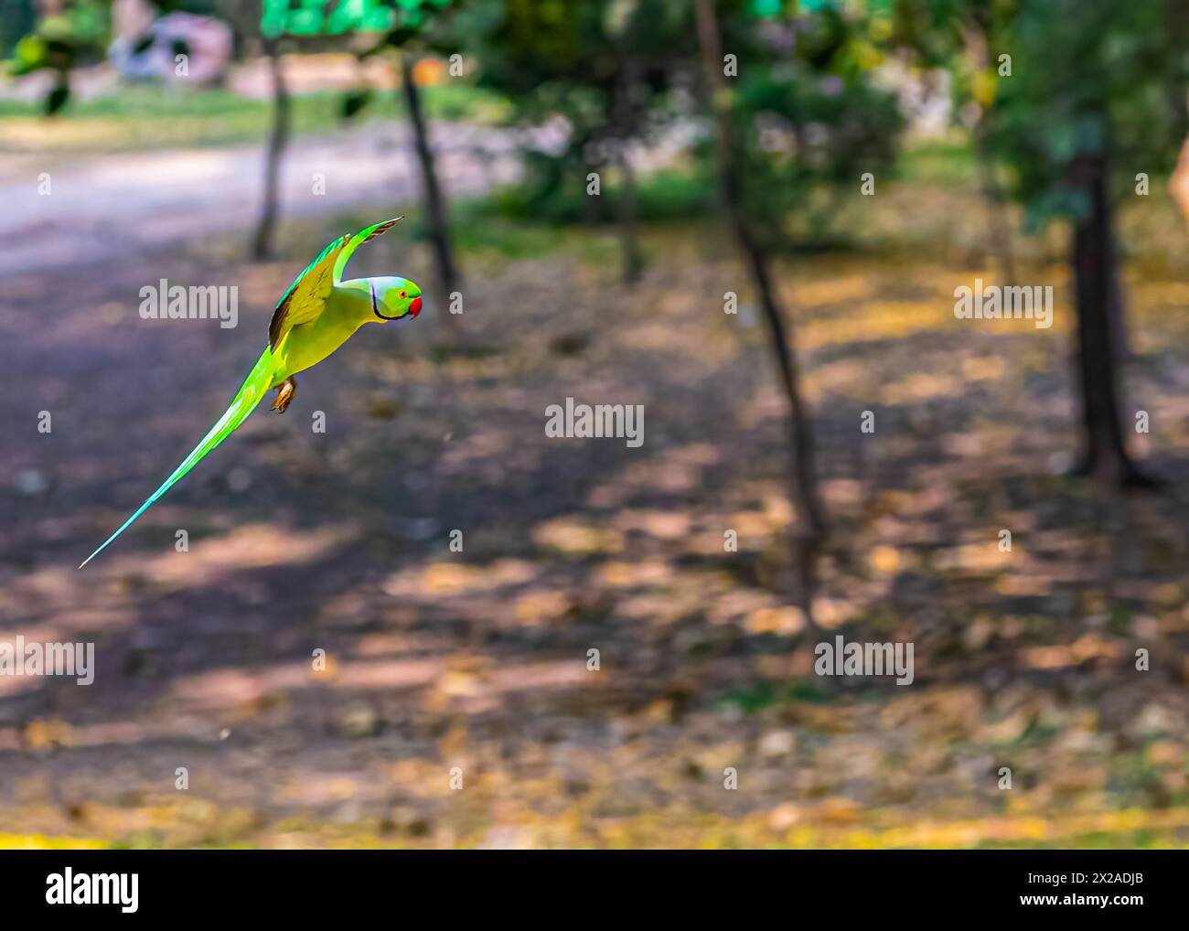 Red ringed black bird hi-res stock photography and images - Alamy