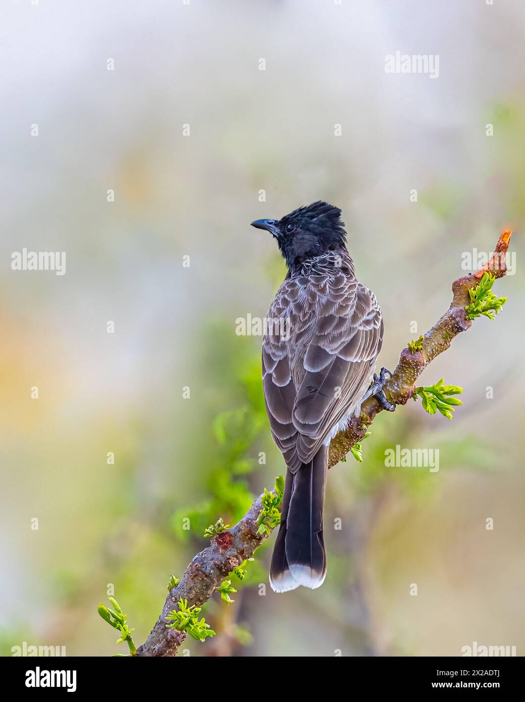 Yellow vented bulbul standing on hi-res stock photography and images ...