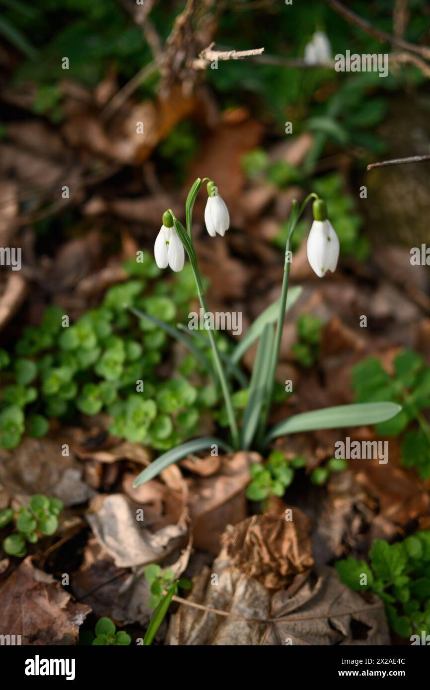 Standalone snowdrop hi-res stock photography and images - Alamy