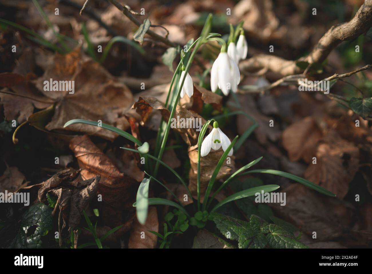 Standalone snowdrop hi-res stock photography and images - Alamy