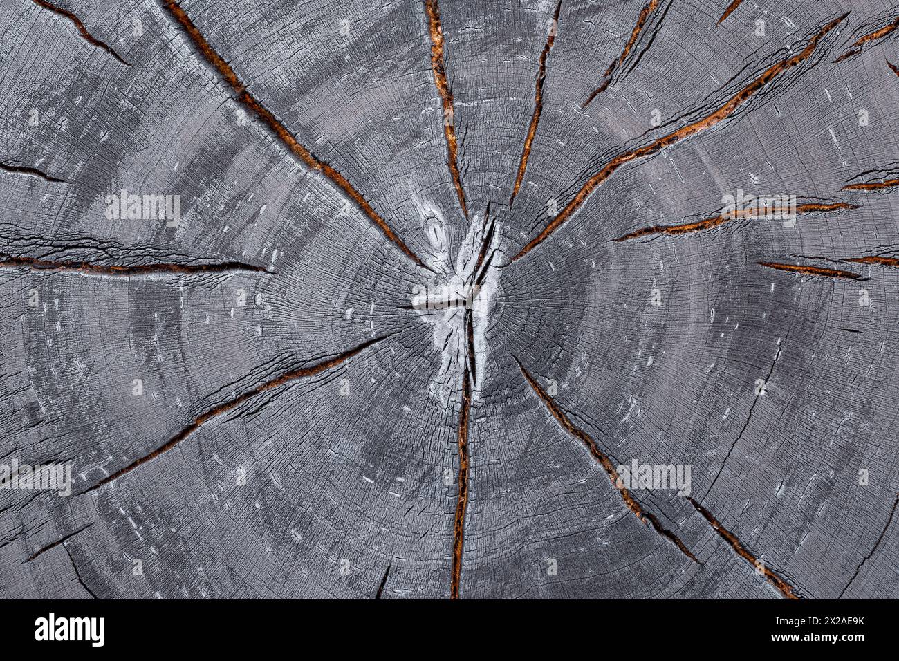 Birch tree trunk cross-section with cracked and burned surface Stock ...