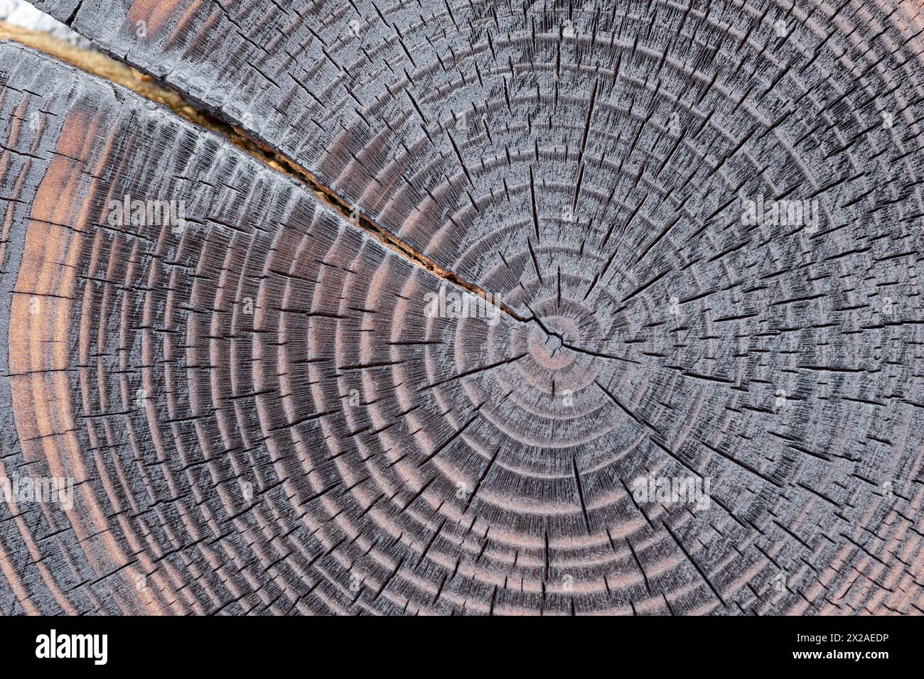 Concentric growth rings in the body of the cedar tree Stock Photo - Alamy