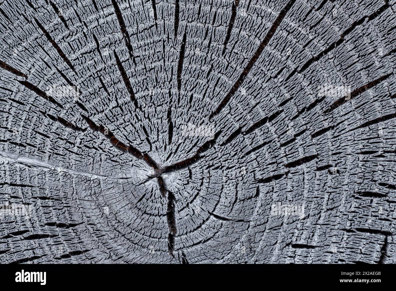Tree trunk structure. Charred acacia cross-section. Natural pattern ...