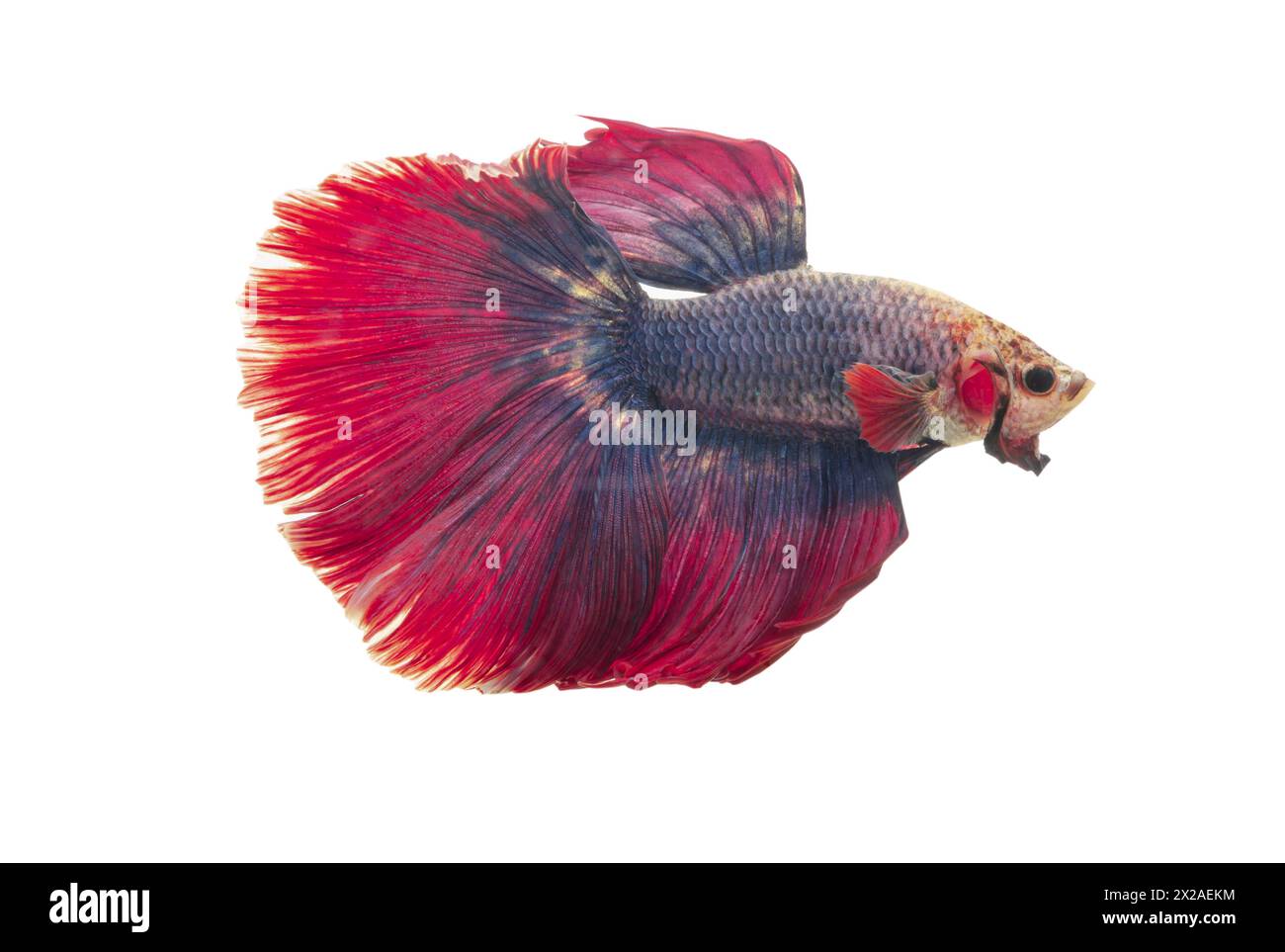 Detail of Red betta fish or Siamese fighting fish isolated on white ...
