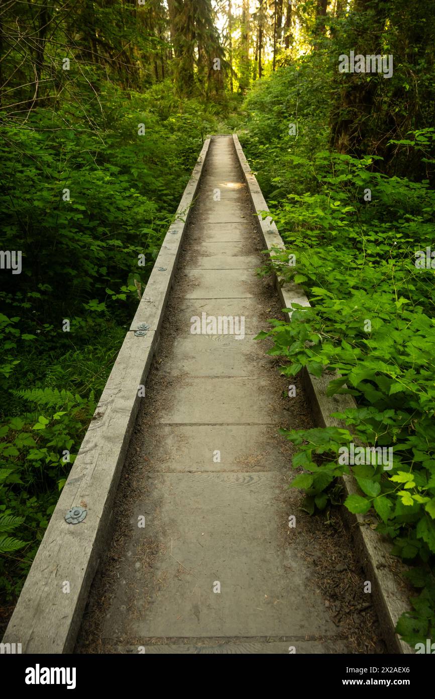 Narrow Wooden Bridge Crosses Overgrown Creek Bed Along Hoh River Trail ...