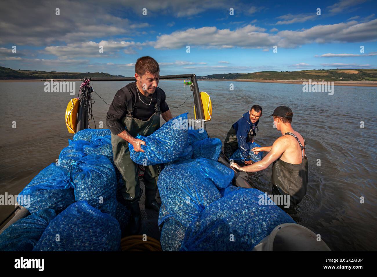 Cockle gatherers loading sacks of cockles onto boat during incoming ...