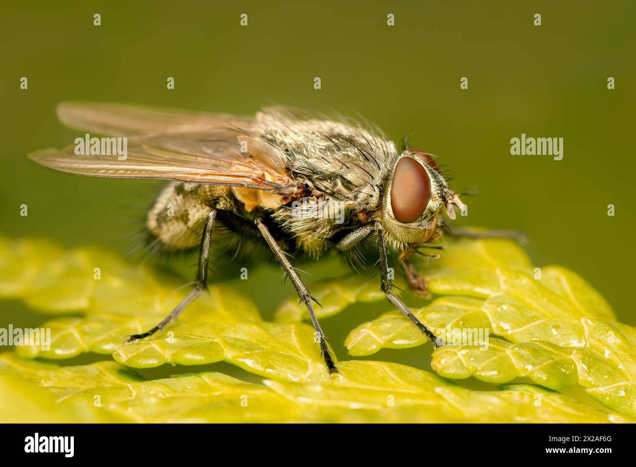 Pollenia sp. fly resting on a cedar branch on an early spring morning ...