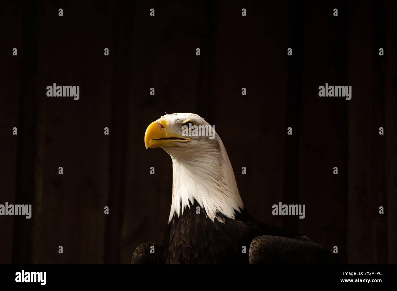 A portrait of a staring Bald Eagle against a black background ideal for ...