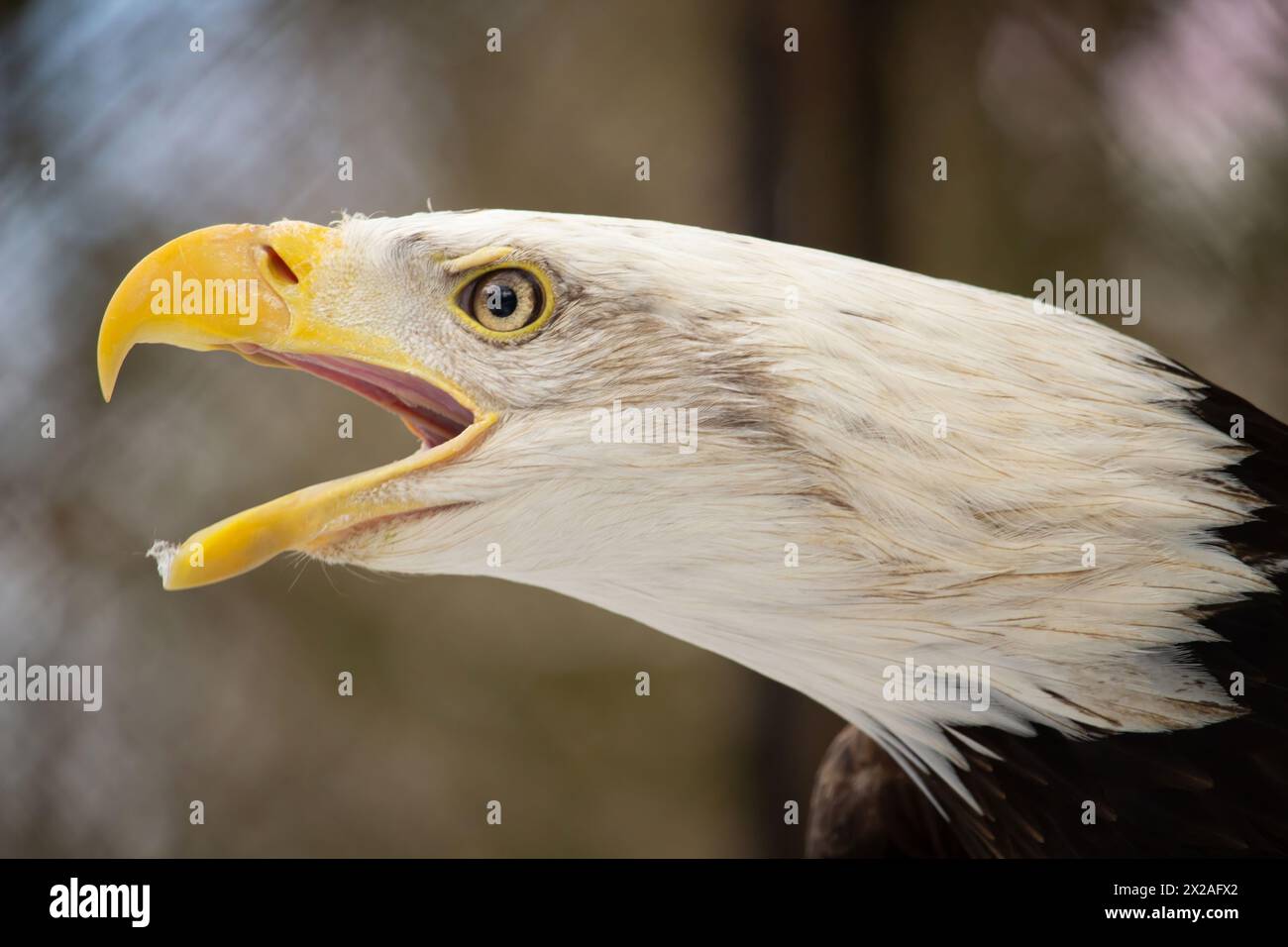 Female bald eagle hi-res stock photography and images - Alamy