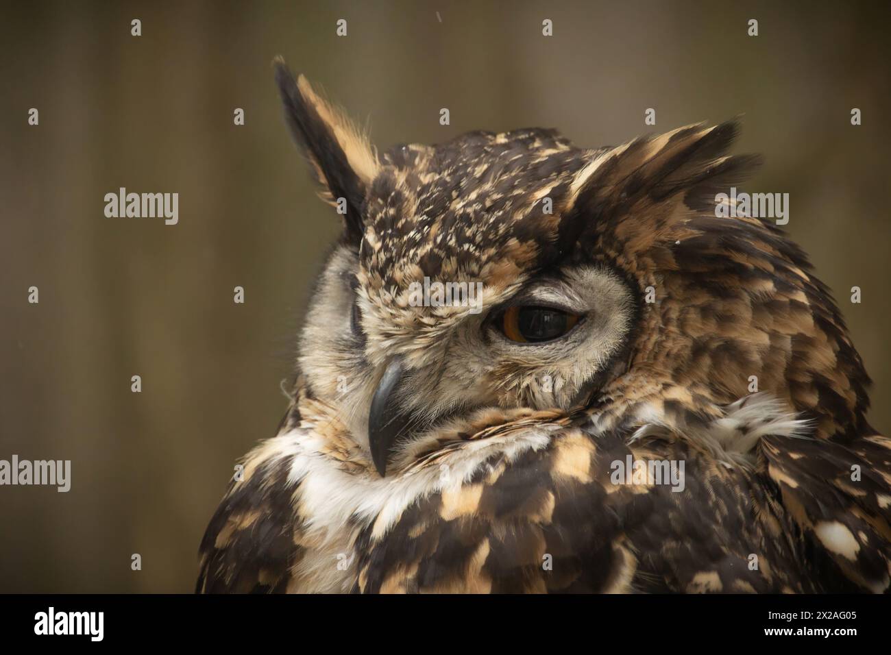 A Cape Eagle Owl Bubo Capensis Stock Photo - Alamy