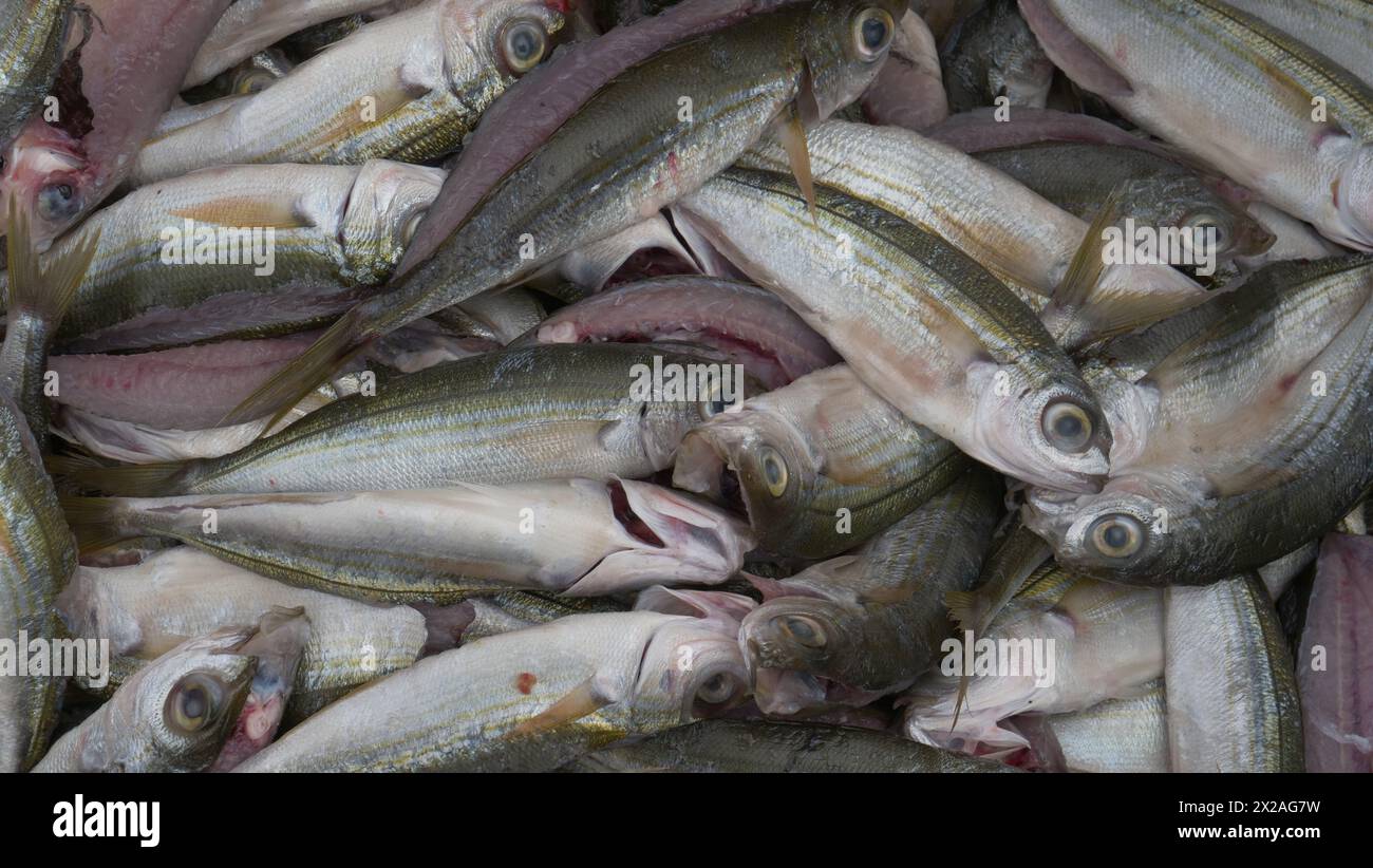 A commercial fisherman at Puerto del Carmen, lanzarote, sort his catch ...