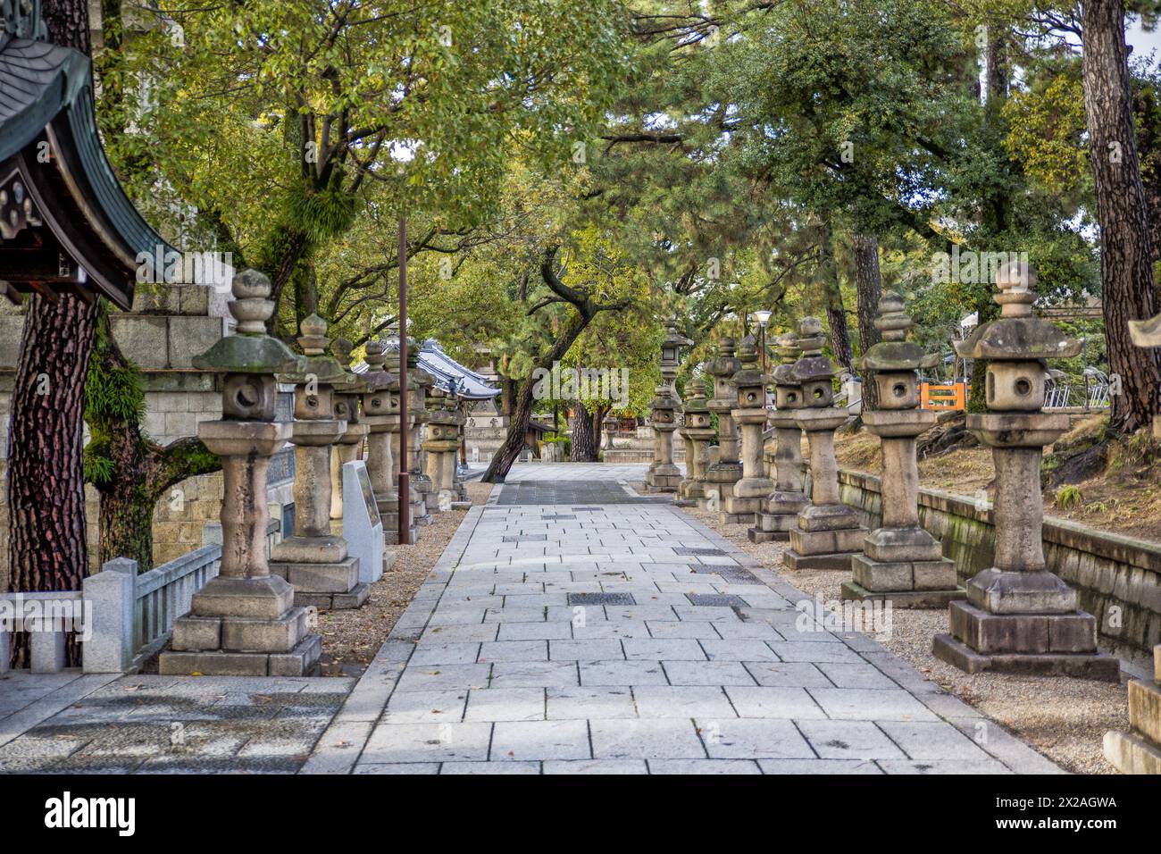 a path in a japanese shrine lined with stone lanterns and pine trees ...