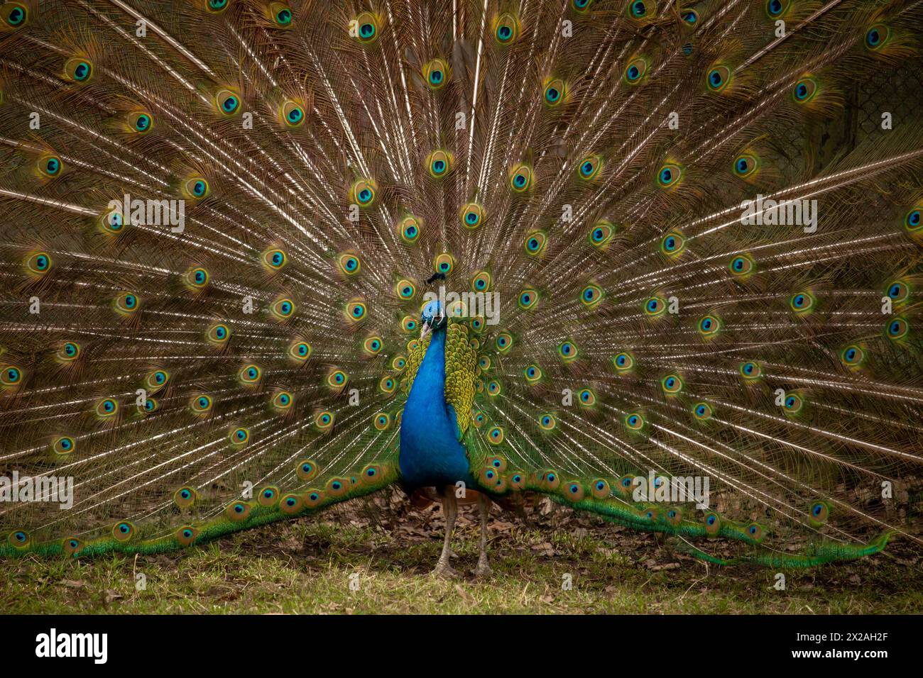 Peacock showing its colors to attract a female good color Stock Photo ...