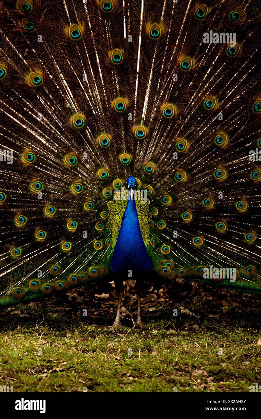 Peacock showing its colors to attract a female good color Stock Photo ...