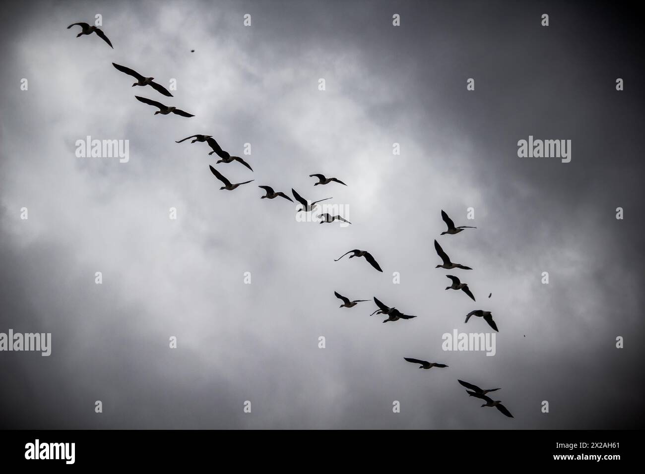 Flock seagulls flying against beautiful hi-res stock photography and ...
