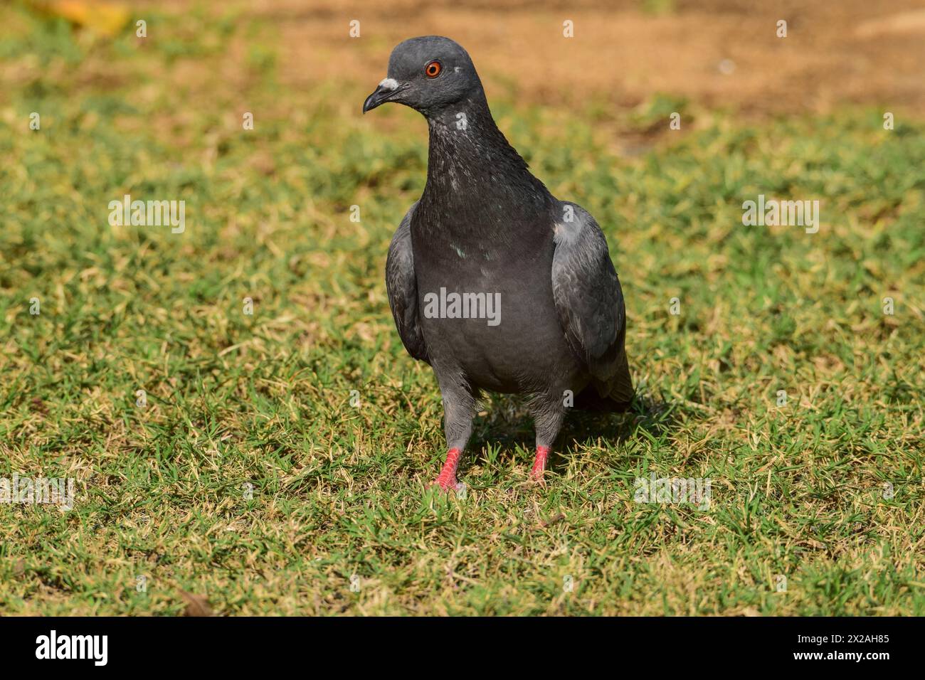 Rock pigeon or Rock dove walking on grass on a bright sunny day. Feral ...