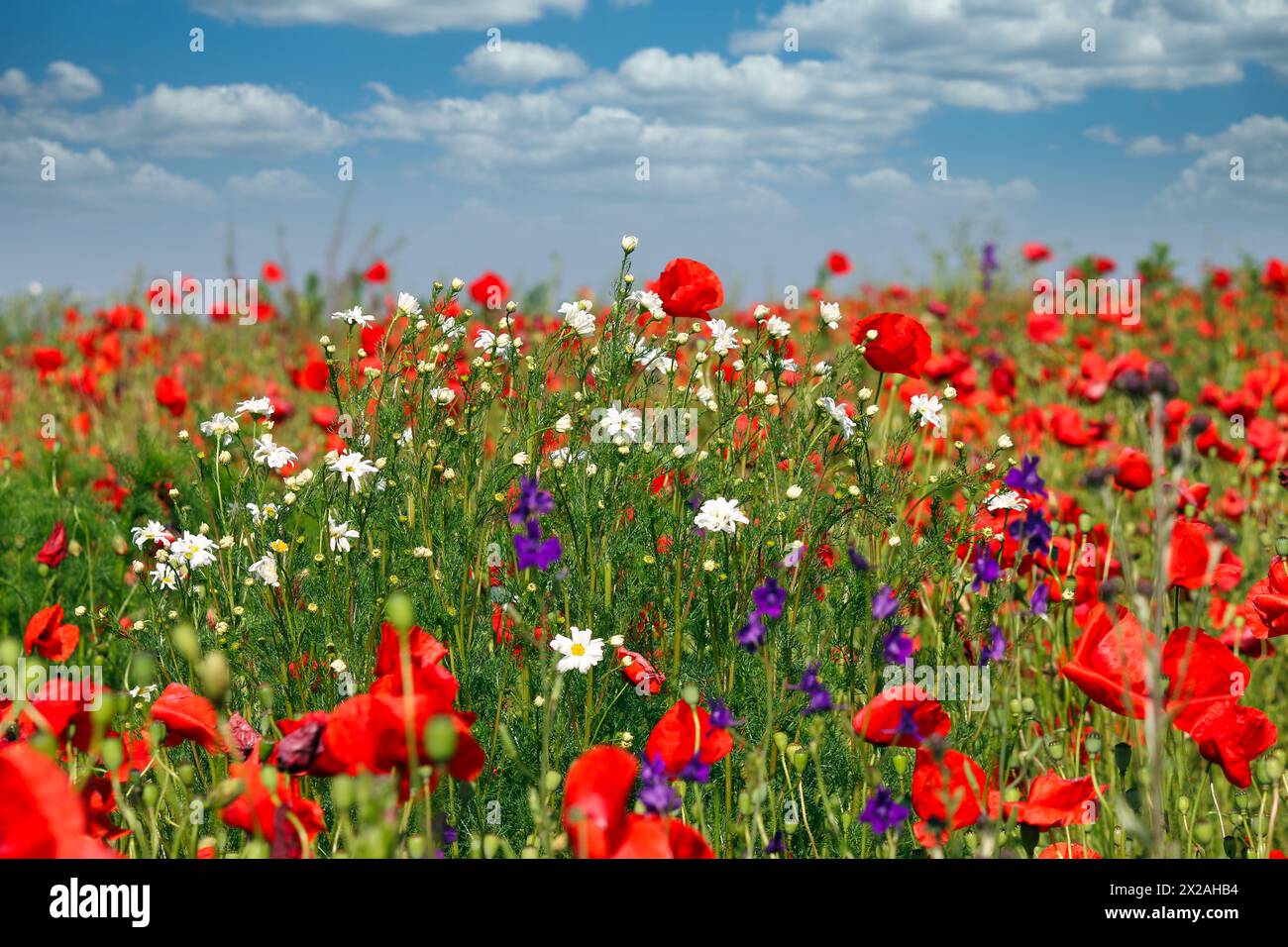 Wildflowers meadow nature background spring season Stock Photo - Alamy