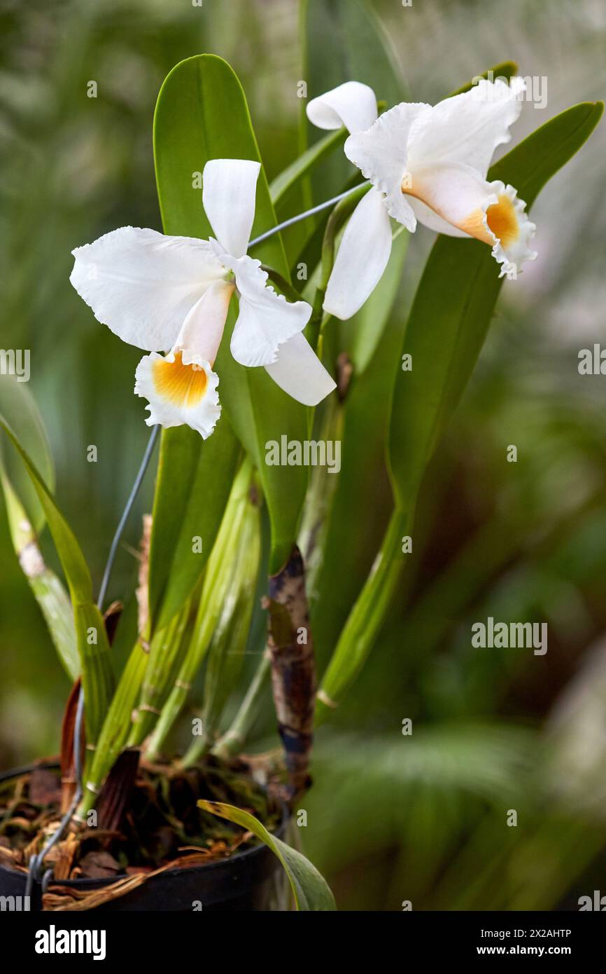 Orchid, Orquideorama Jose Jeronimo Triana, Jardin Botanico, Medellin ...