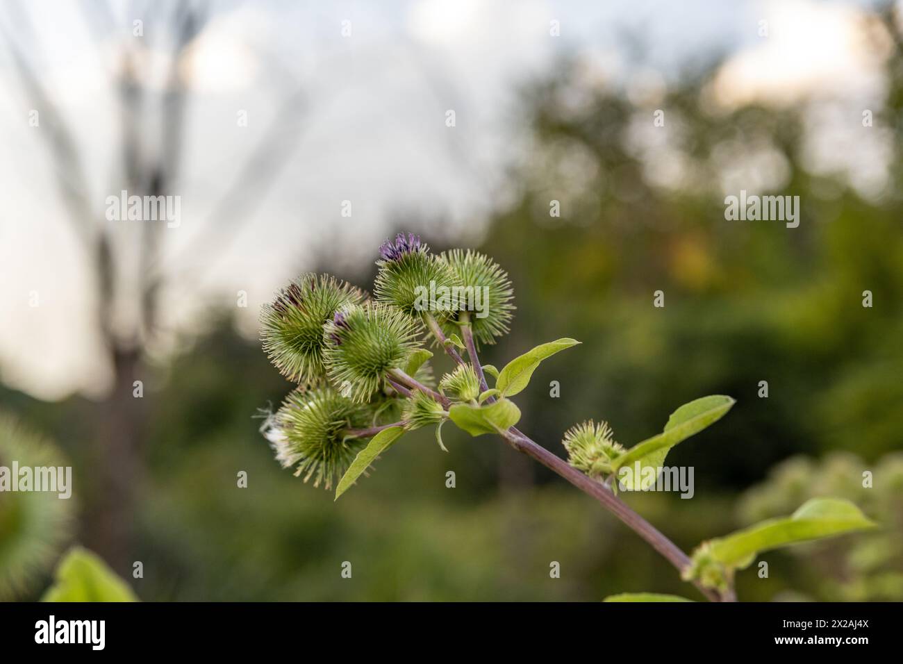 Green spiky burrs hi-res stock photography and images - Alamy