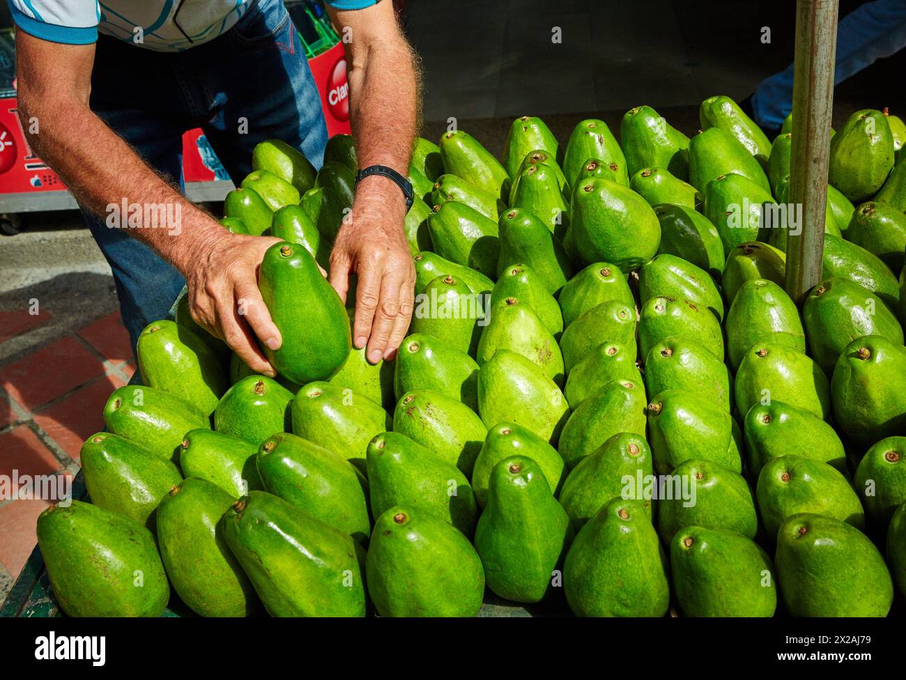 Avocados, Parque Berrio, Medellin, Antioquia, Colombia, South America ...