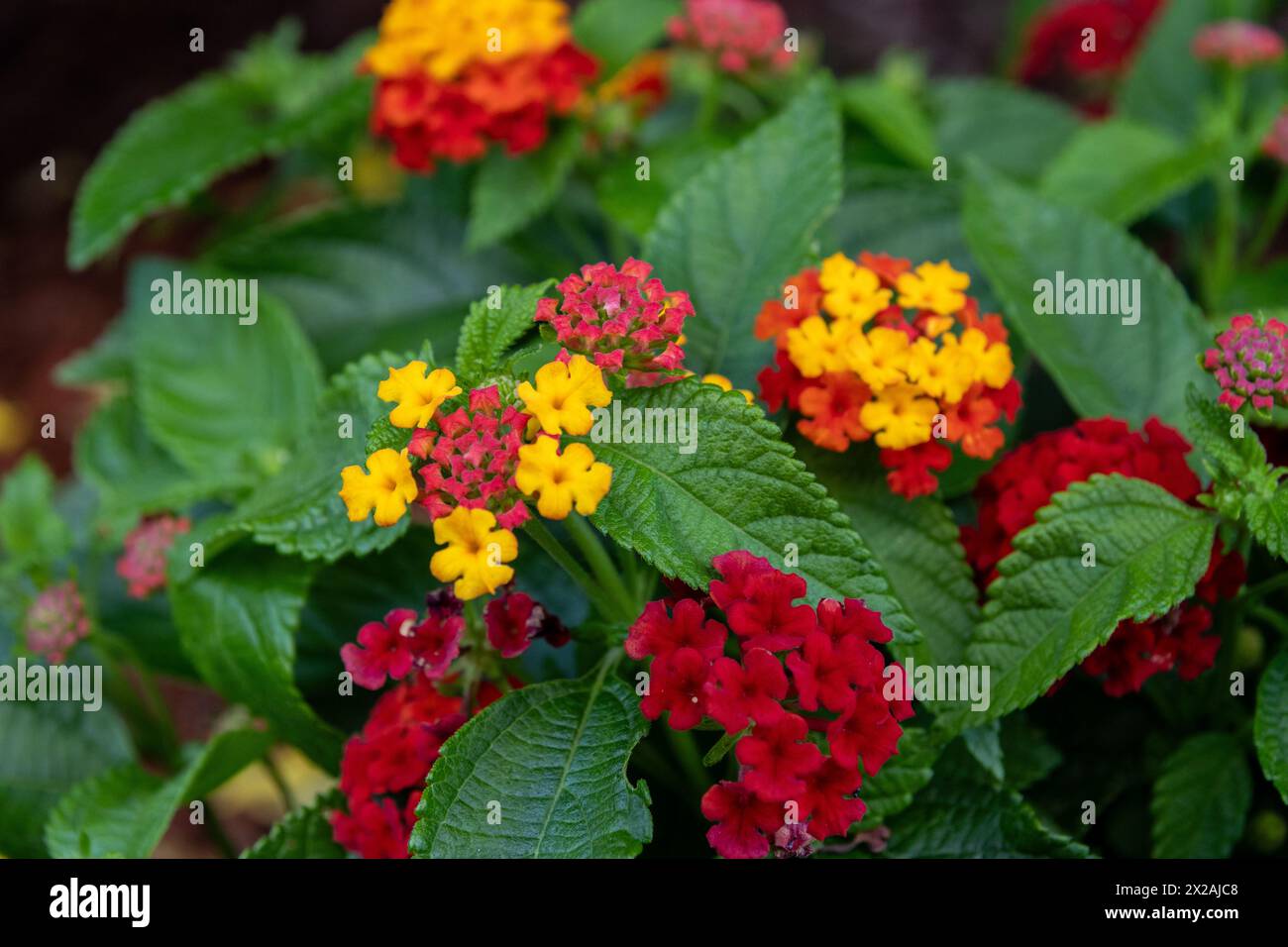 Vibrant clusters of lantana flowers - red, orange, yellow blooms ...